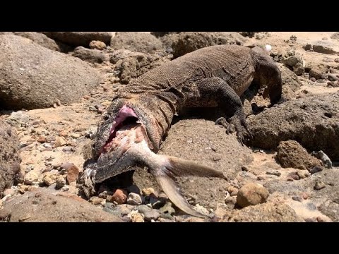 the Komodo dragons started to get angry - YouTube