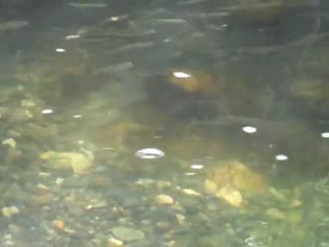 Lake Biwa 琵琶湖Fishes in a little river_near by biwako_lake 02 - YouTube