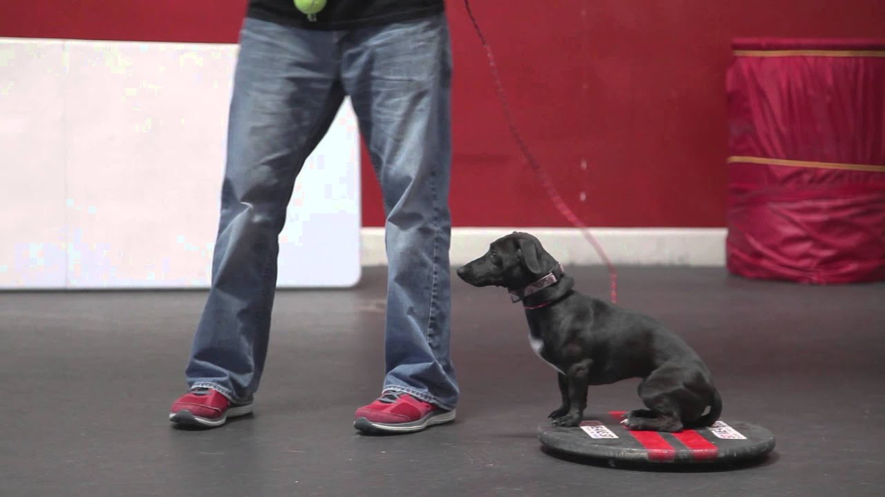 Ask The Trainer: The Heel Command Part 1 | SitMeansSit.com - YouTube