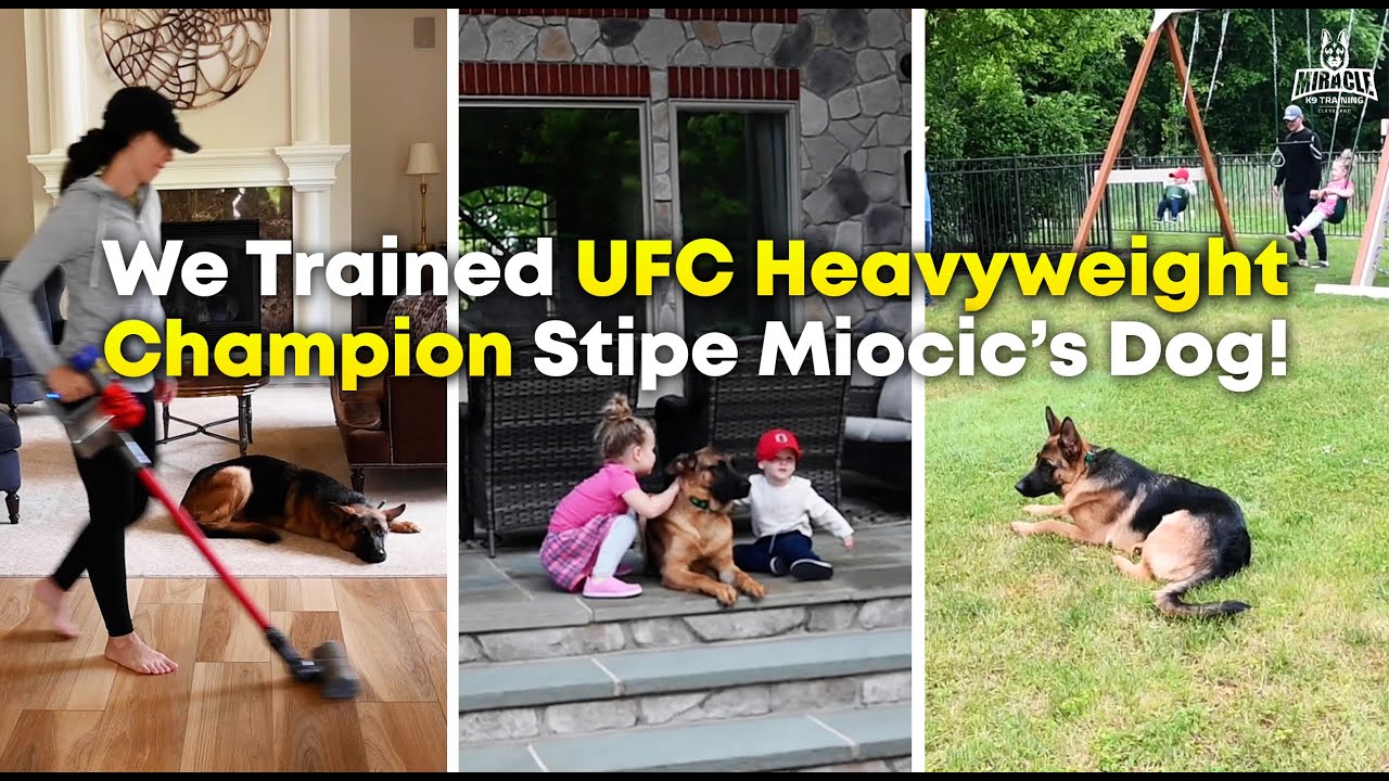 DogVlog 137: We Trained UFC Heavyweight Champion Stipe Miocic's Dog ...