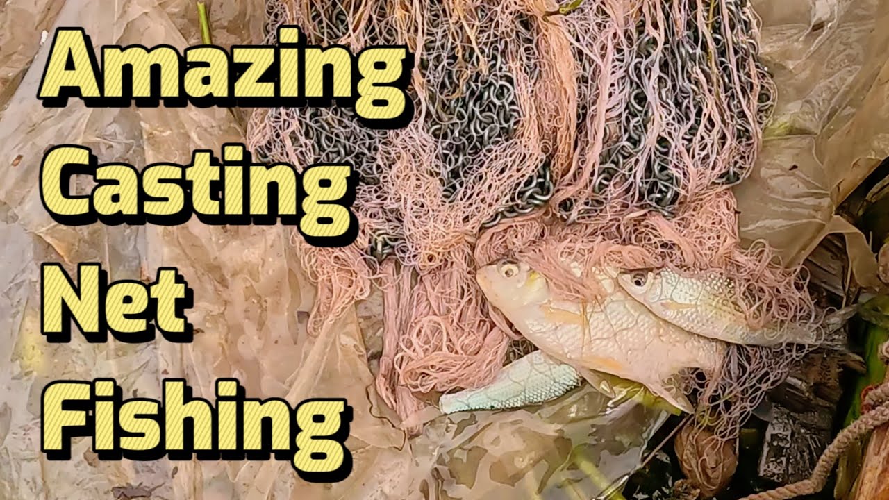 EP77 | Cast net fishing, Amazing cast net fishing there many fish in ...