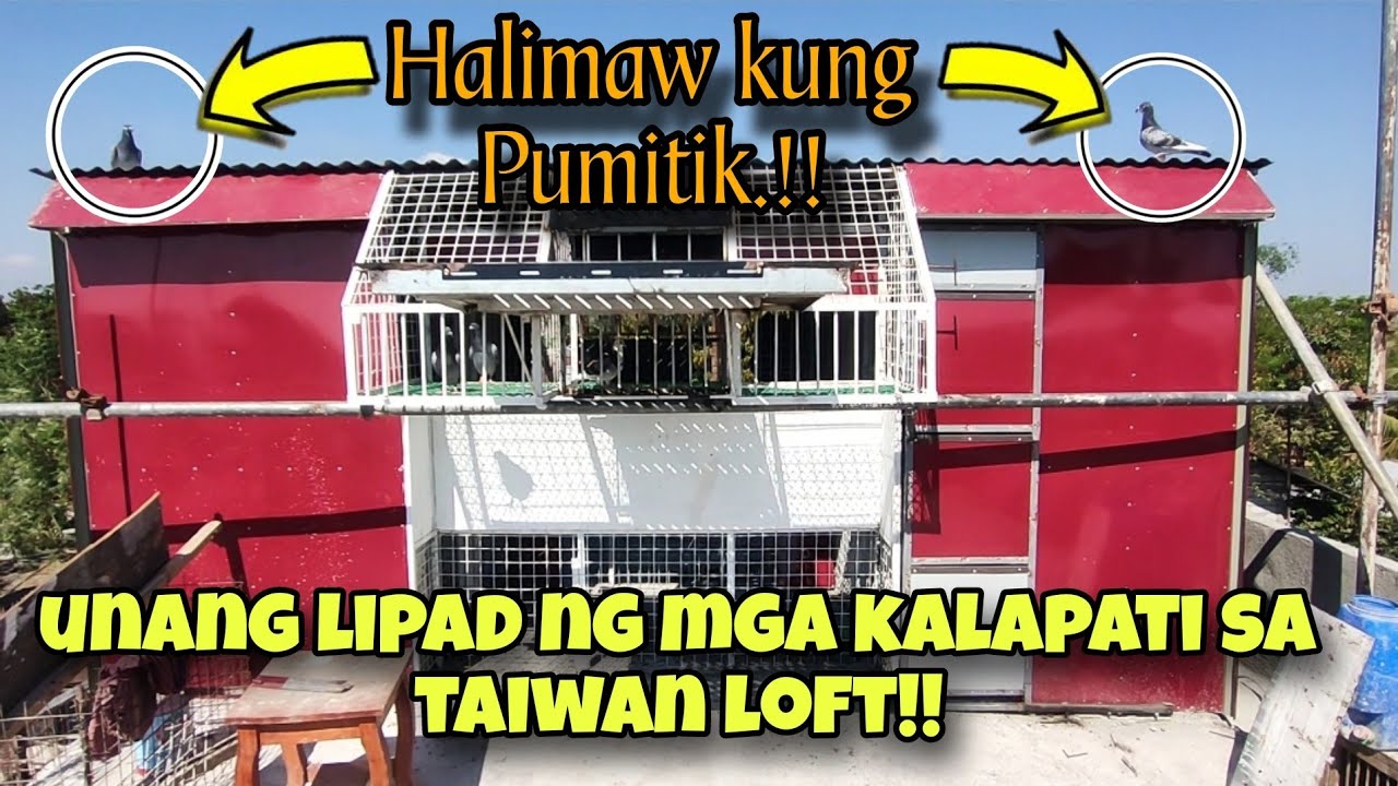 TAIWAN STYLE DREAM LOFT, UNANG PITIK NG MGA KALAPATI!! | KARERA NG ...