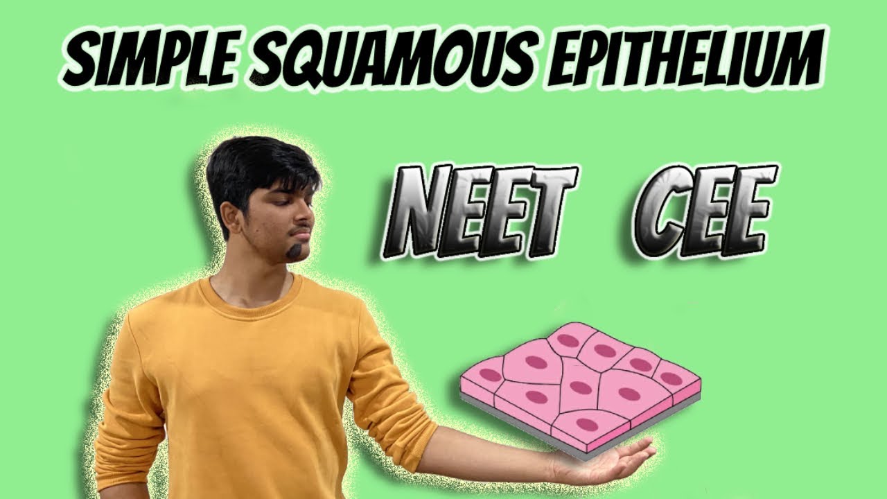 Animal Tissue - Simple Squamous Epithelium (NEET/CEE/IOM) VIDEO 4 - YouTube