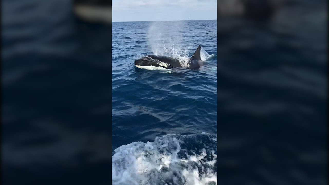 Rare Orcas (Eastern Tropical Pacific Killer Whales) Off SoCal | Capt ...