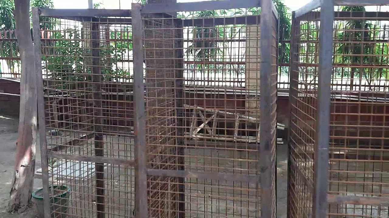 Iron plant security guard - YouTube
