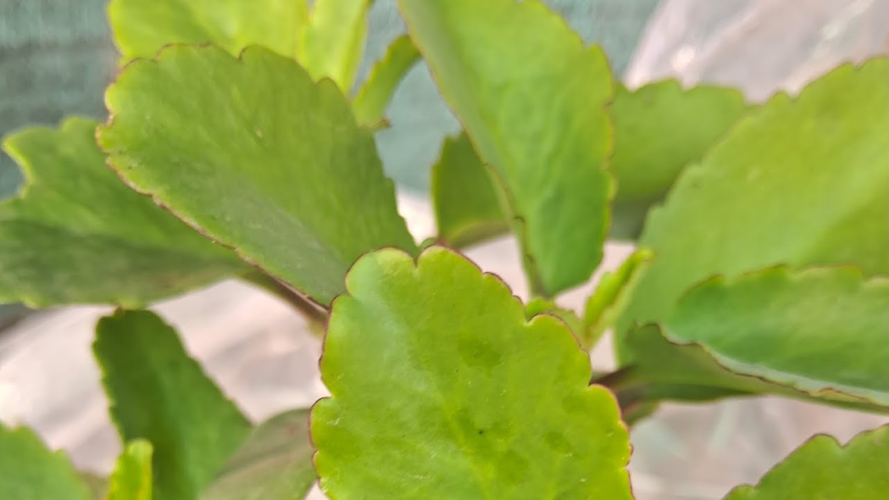 patthar chat plant #use for medicnal plant 🪴 ##gardeningtips #gardening ...