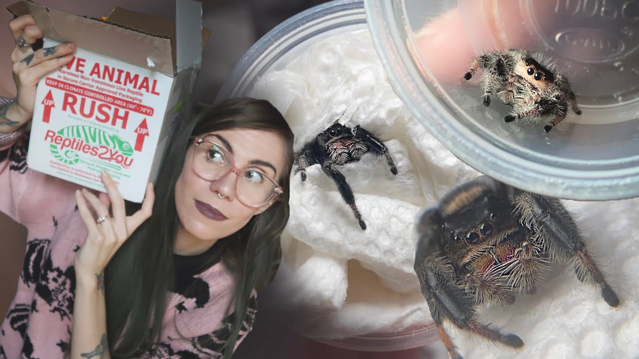 Unboxing 7 ADORABLE JUMPING SPIDERS!.. and deciding which to keep - YouTube