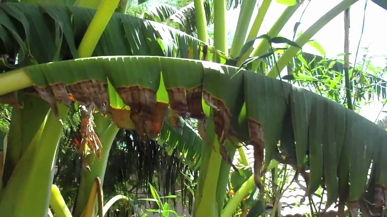 Permaculture Gilbert Arizona Consultant Growing Bananas Daniel Thompson ...