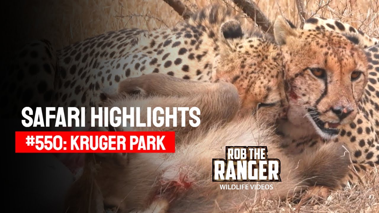 Safari Highlights #550: 18 & 19 August 2020 | Kruger National Park ...