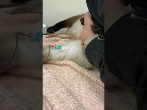 Penn Foster Skill 11 - cat saphenous blood draw - YouTube