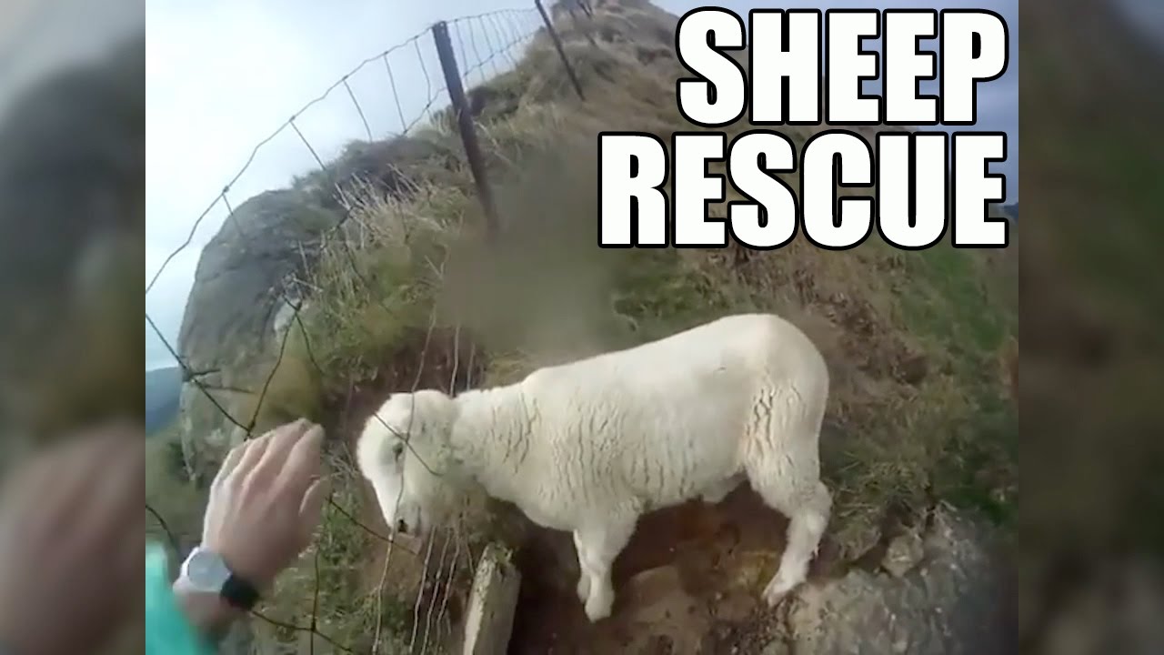 People Are Heroes! Sheep Rescue almost FAILs - YouTube