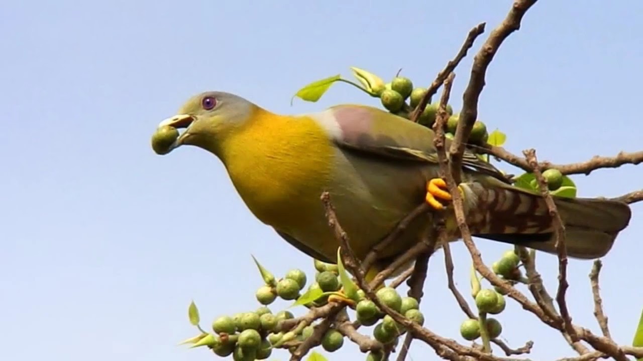 GHUGHU, BIRDS OF BANGLADESH - YouTube