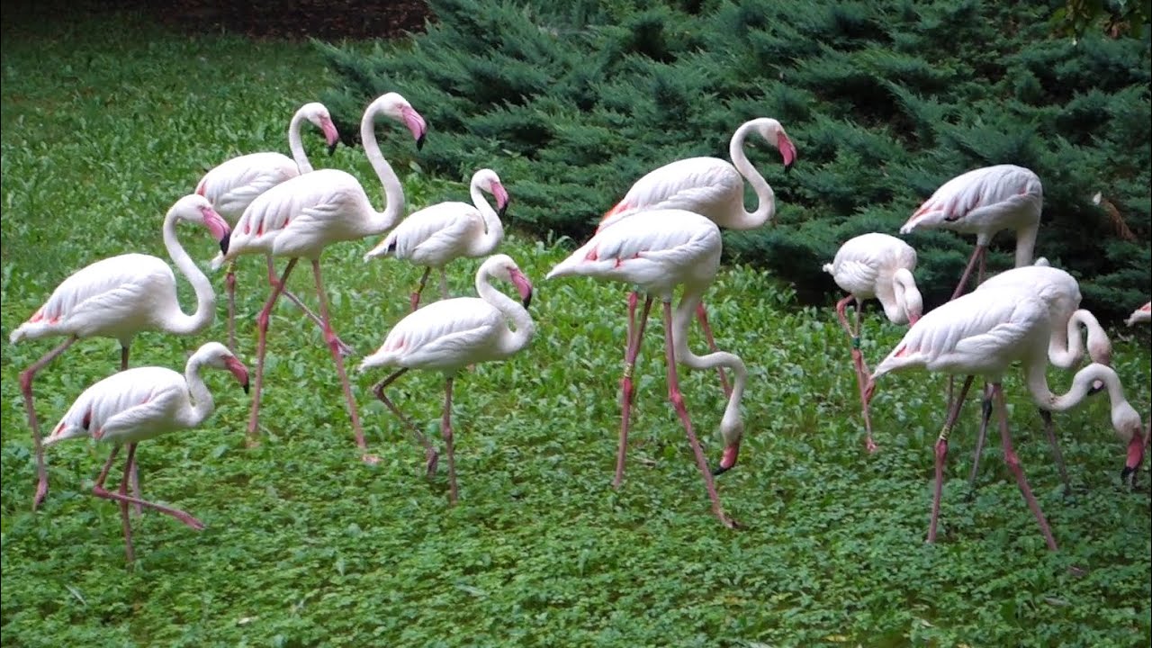 Flamingos walking in the rain - YouTube