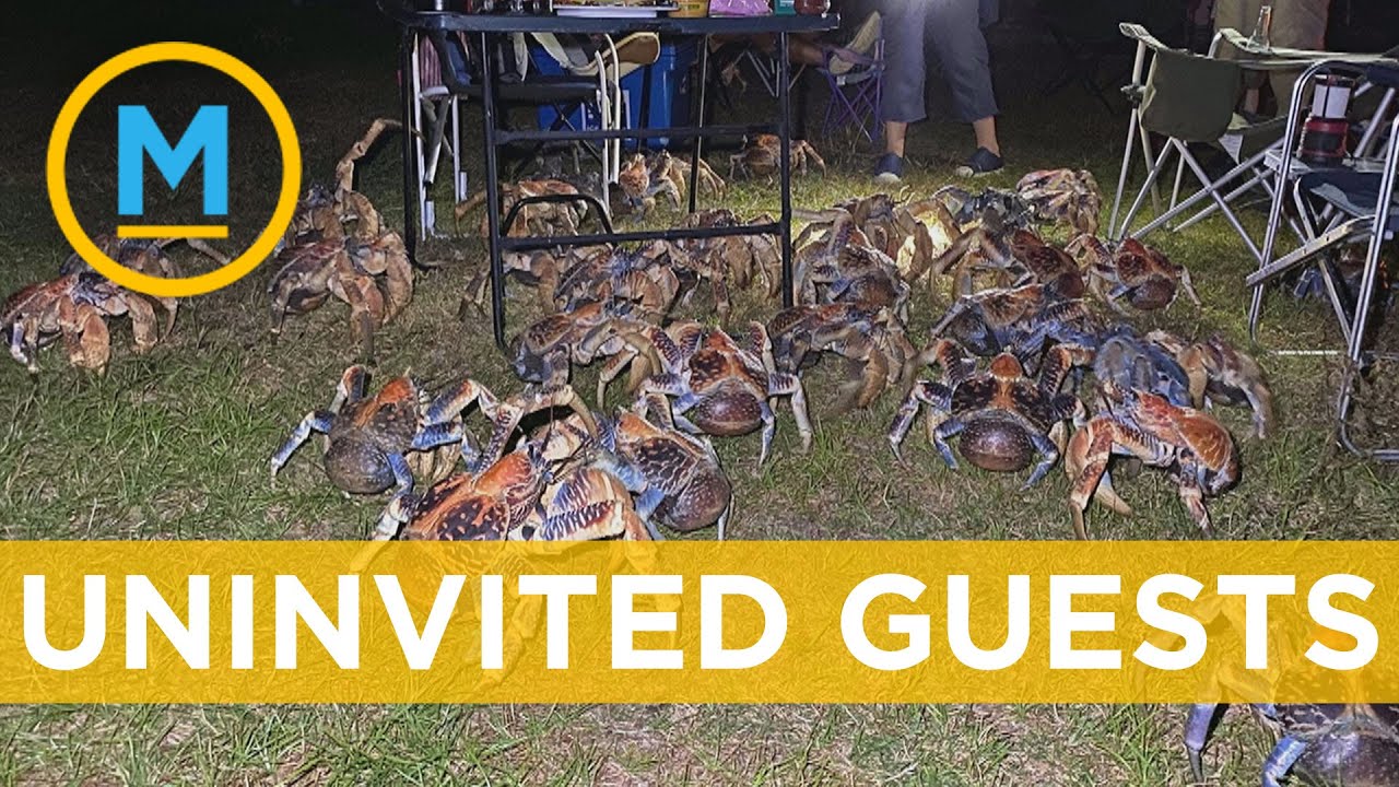 These alien-looking creatures invaded a barbecue and its really creepy ...