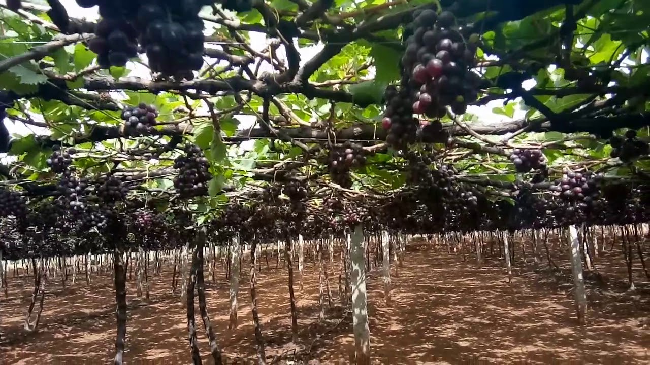 Cumbum grapes thottam - YouTube