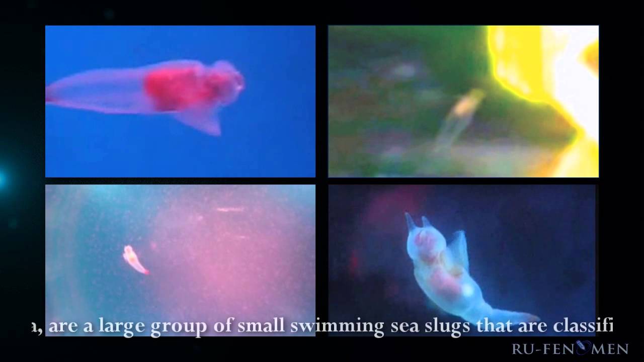 DEBUNKED FAKE "Alien Creature Swims Past International Space Station ...
