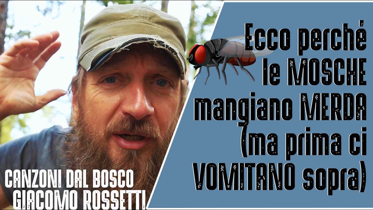 Ecco perché le mosche mangiano la MERDA (ma prima ci VOMITANO sopra ...