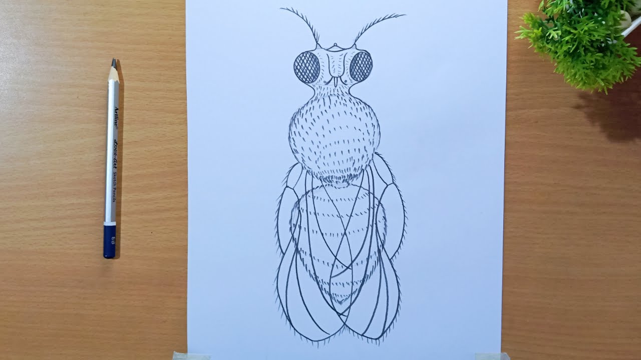 drosophila drawing || how to draw a drosophila step by step || fruit ...