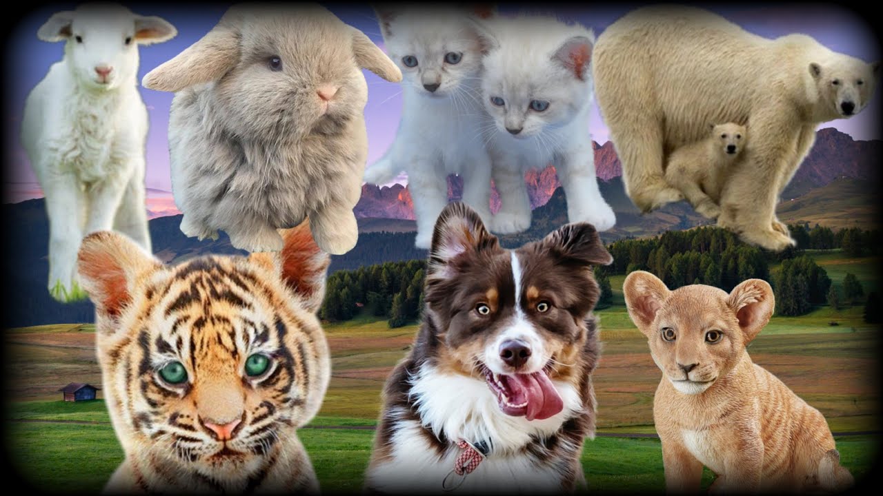 Beautiful Animal Moments - Dog, Cat, Chicken, Elephant, Cow, Sheep ...