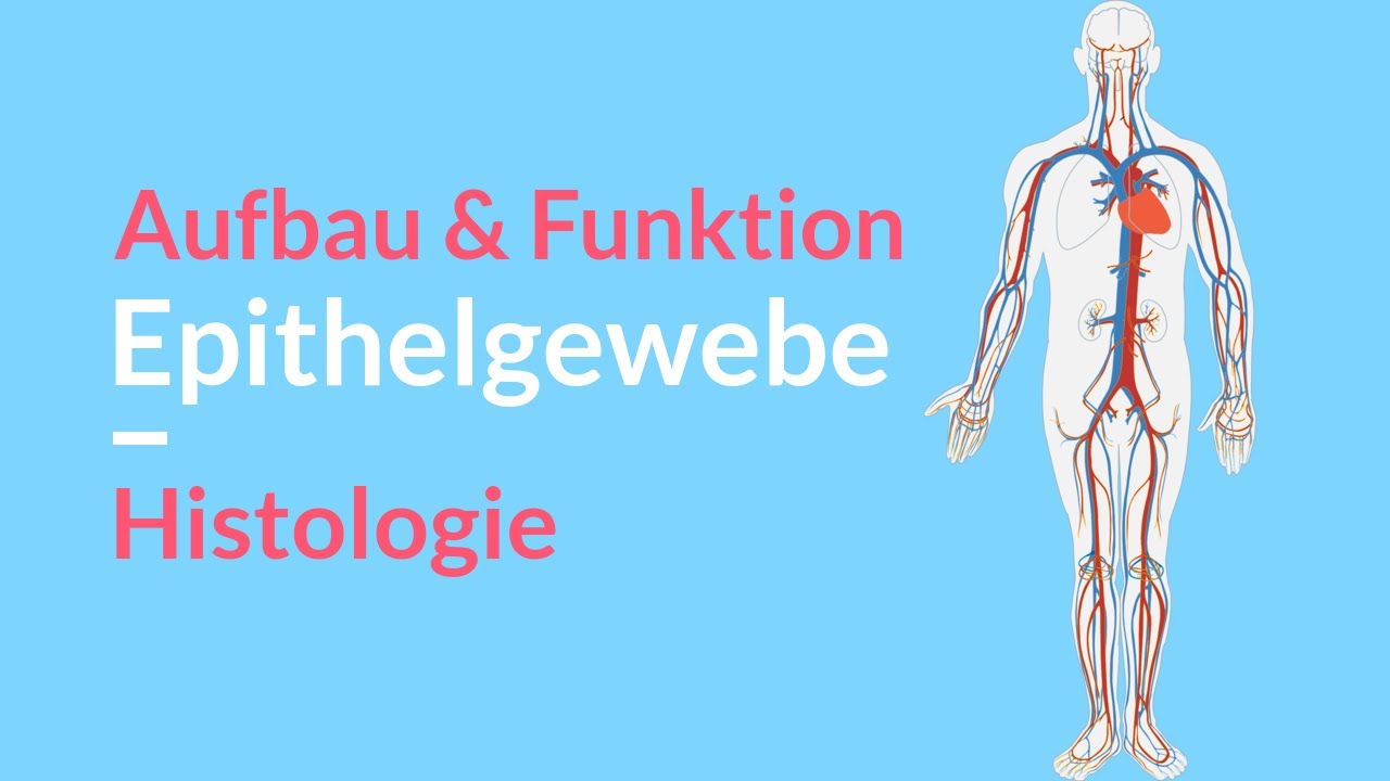 Aufbau & Funktion des Epithelgewebes 🧪 Unterscheidung des Stratums 🤓 ...
