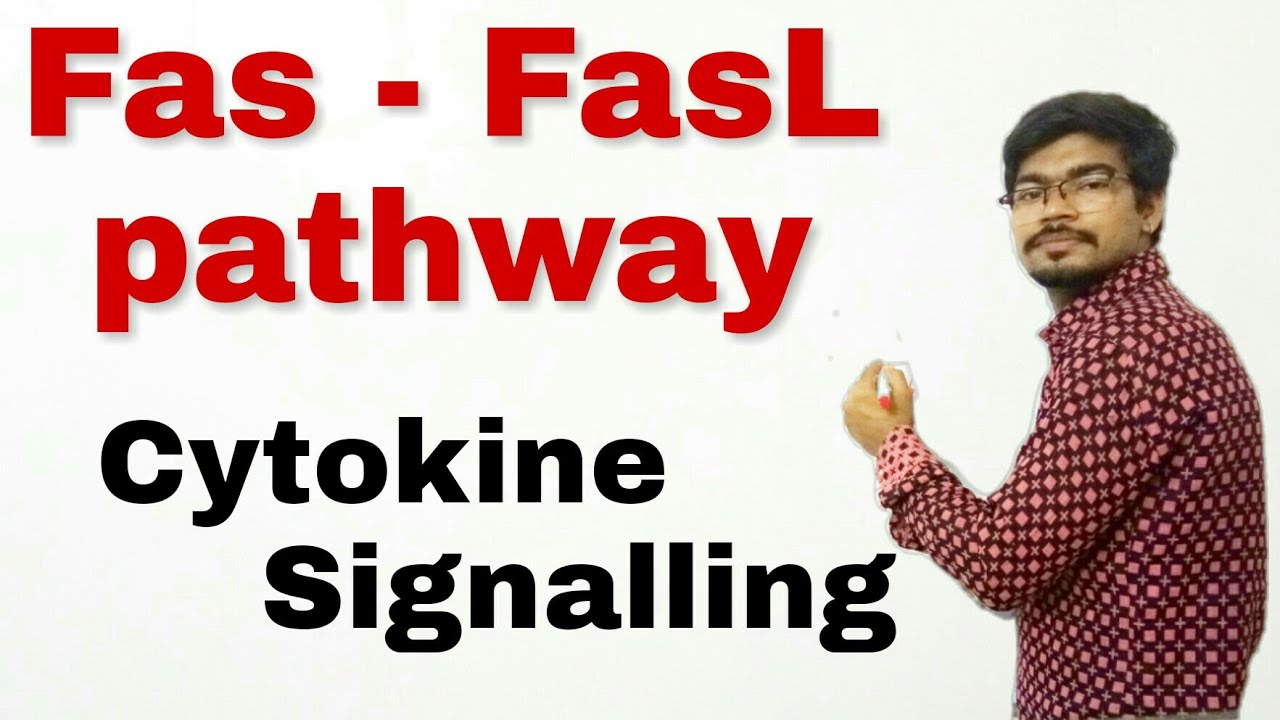 Fas FasL pathway / Cytokine signalling / apoptotic activation - YouTube