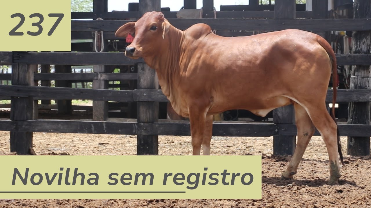Novilha sem registro 237 - Vendas 2025.1 - YouTube