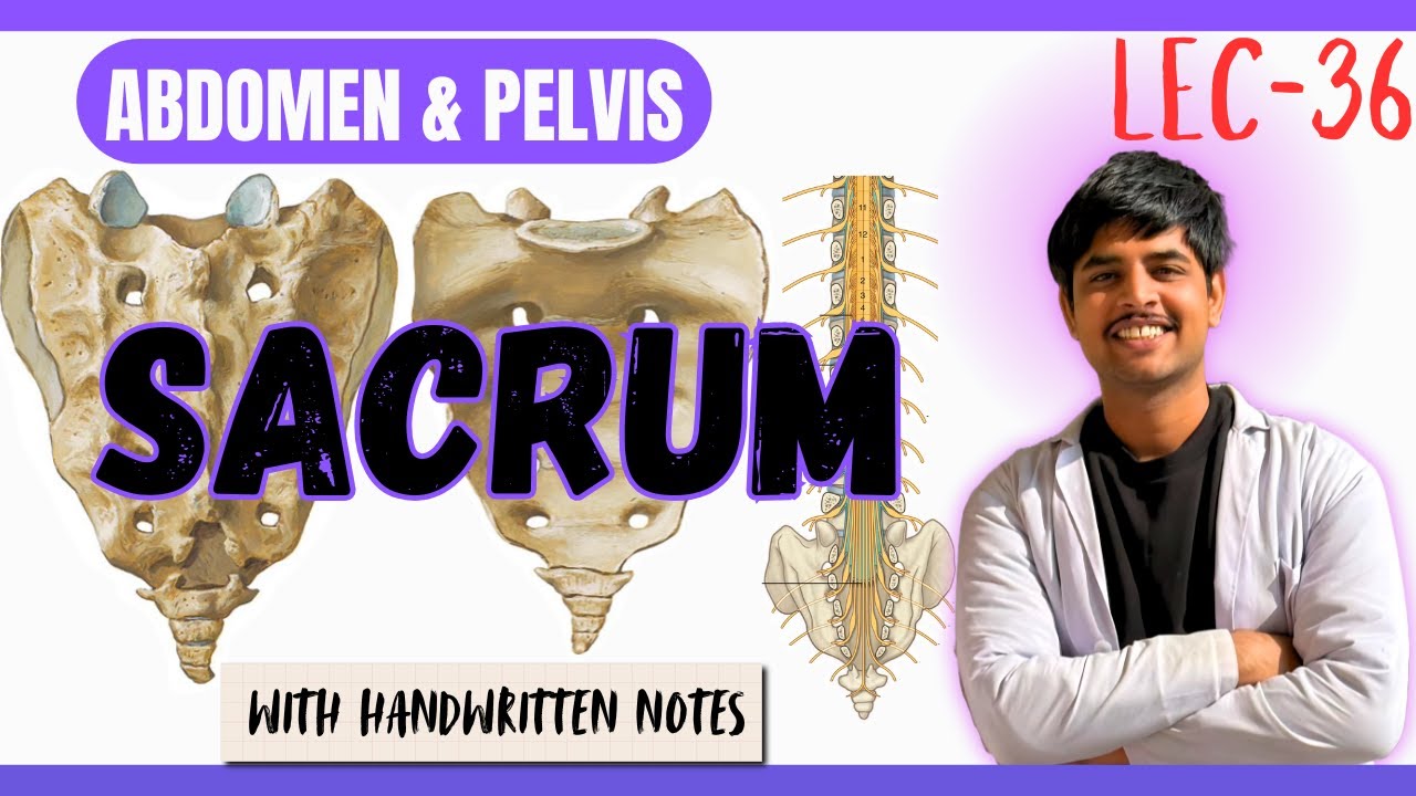 Sacrum Bone Anatomy | Features & Attachments | MBBS 1st Year - YouTube