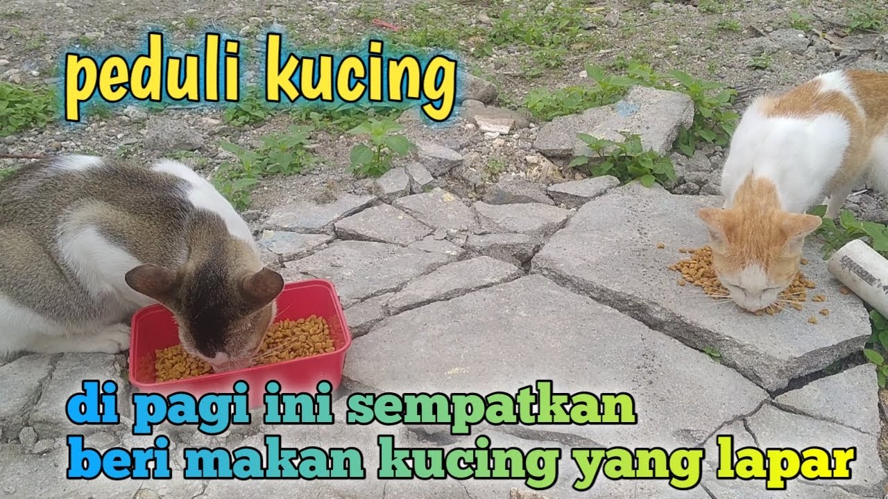 menyempatkan beri makan kucing || peduli kucing - YouTube