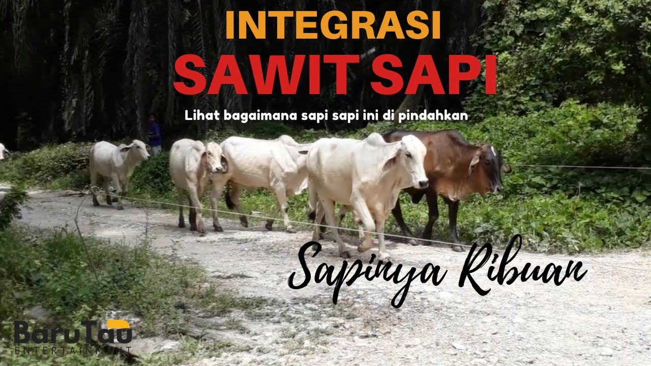 integrasi Sapi sawit - Ribuan sapi ada di dalam perkebunan kelapa sawit ...
