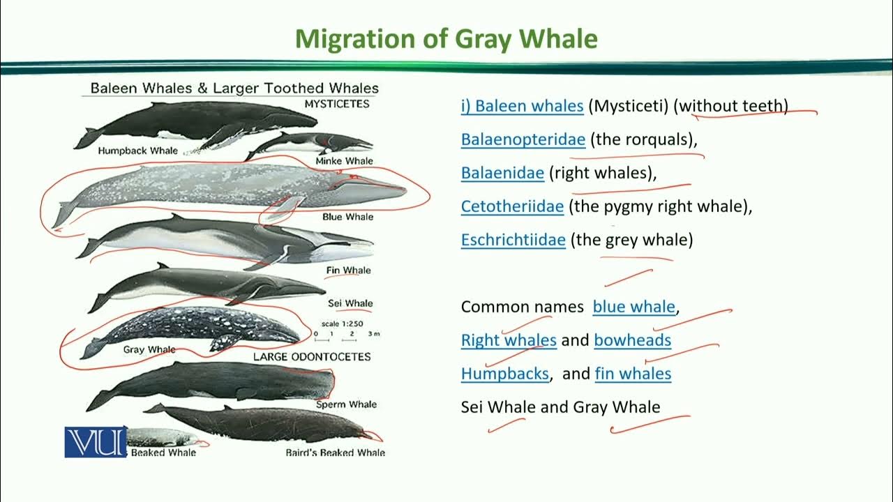 Migration of Gray Whale | Principles of Animal Ecology | ZOO507 ...