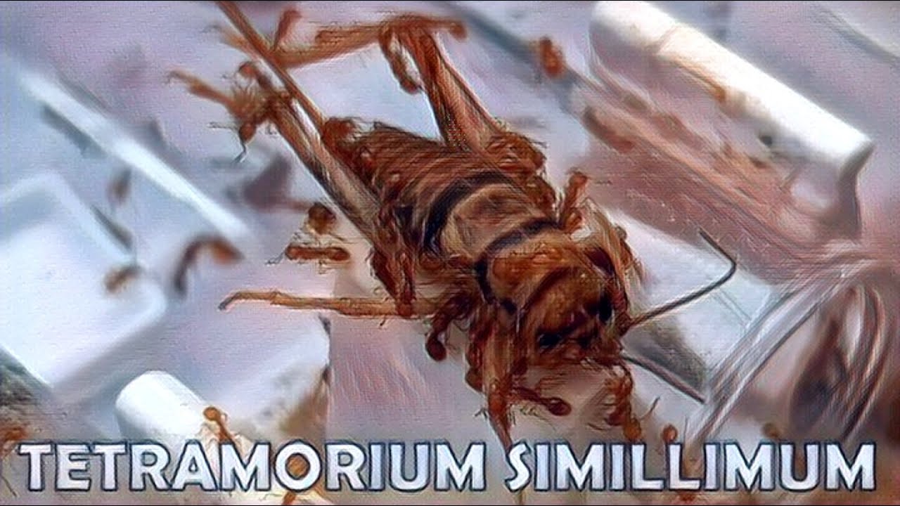 🐜 Tetramorium simillimum - Karmienie świerszcz bananowy (Gryllodes ...