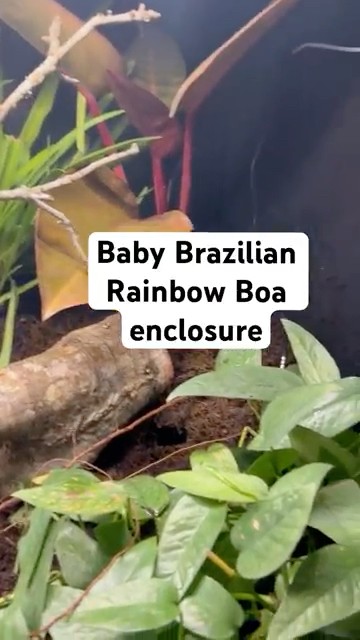 Brazilian Rainbow Boa bioactive enclosure! - YouTube