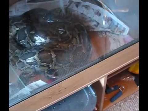 Burmese Pythons Adult Breeding pair - YouTube