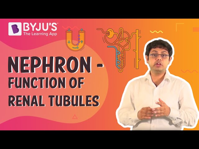 Describe The Structure And Functioning Of Nephrons Cl 10th Biology ...