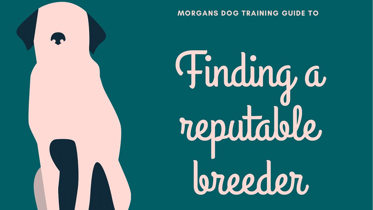 Finding a Reputable Breeder - YouTube