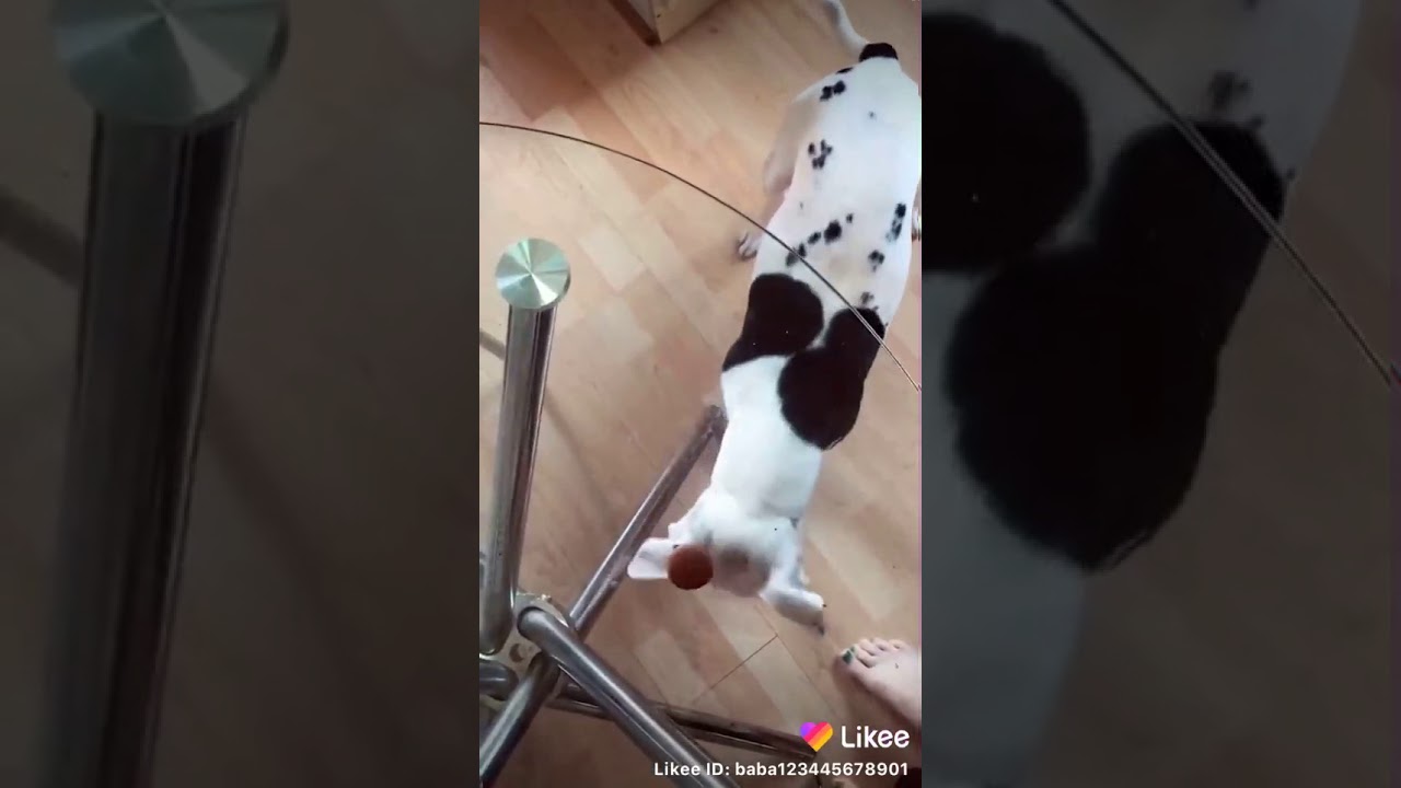 How We Make Fool Dogs - YouTube