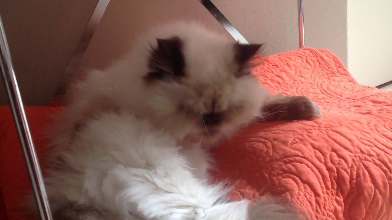 Kit Kat Intro - YouTube