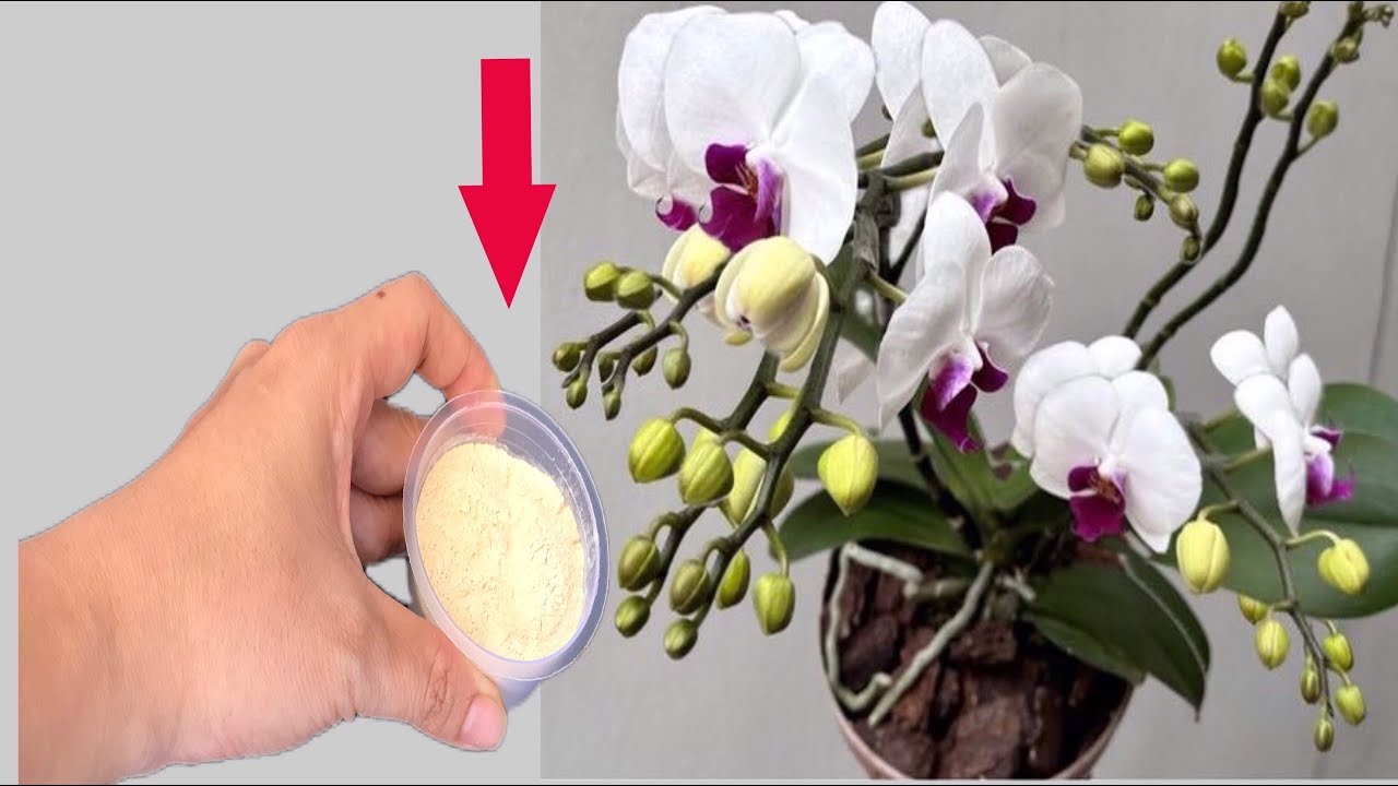 Just need a little garlic powder! Orchids will bloom all year round ...