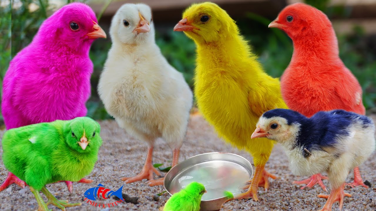 Lovely Hen Baby Chicks, Miniature murgi chicks, Comic Gallina Rainbow ...