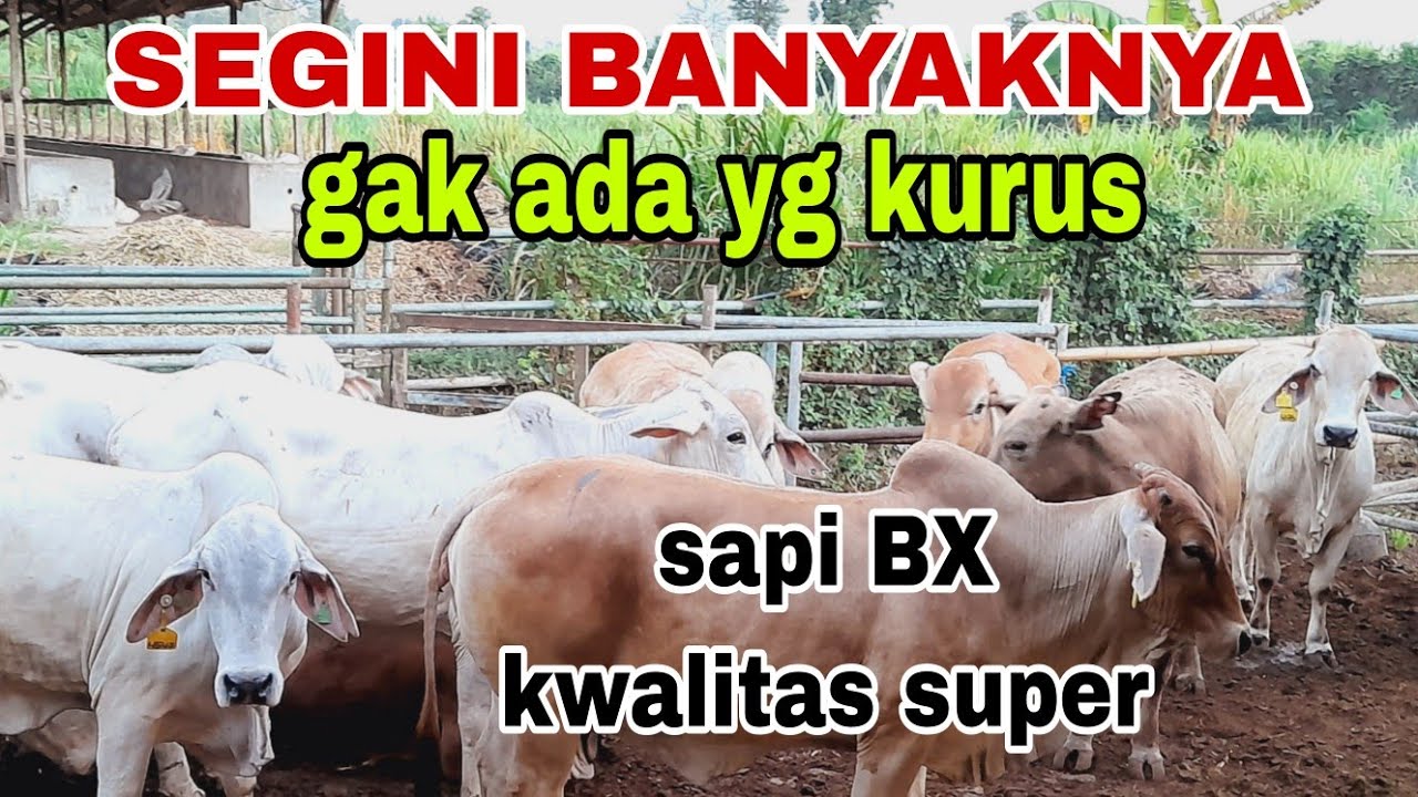 SAPI BX UNGGUL GAK ADA YG KHURUS SUPER SEMUA #peternakan #penggemukan # ...