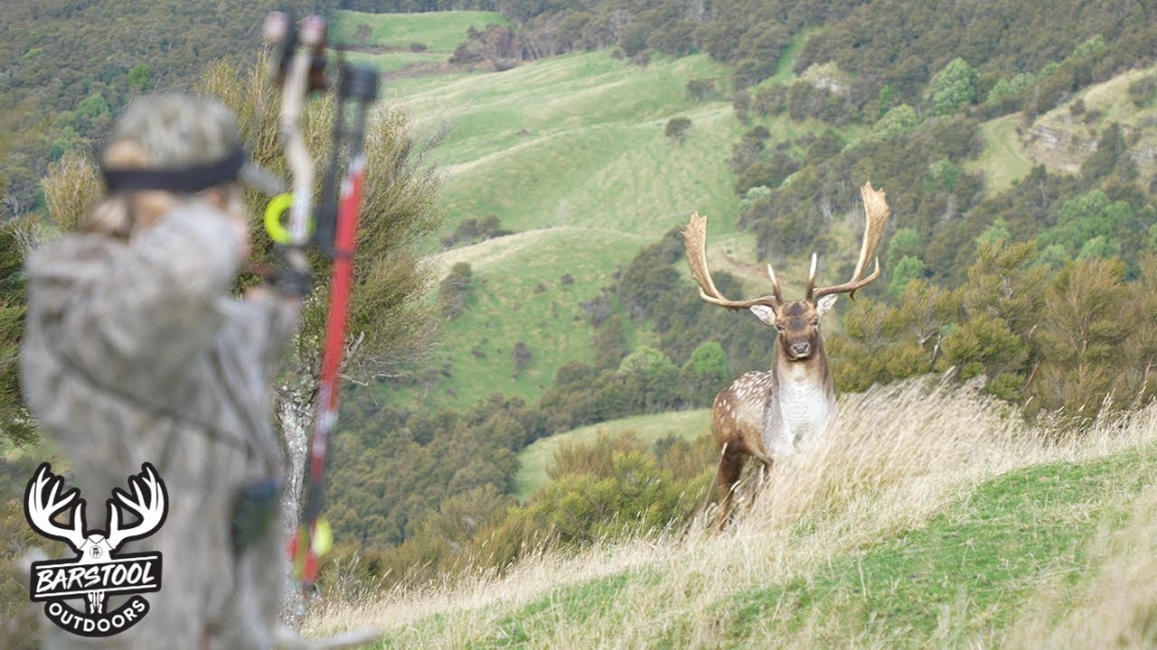 New Zealand Hunting for Fallow Deer! - YouTube