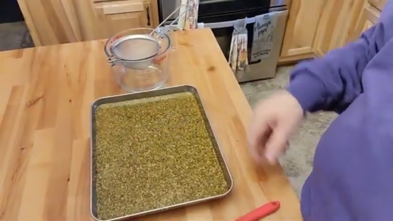 Making Oregano oil for personal use - YouTube