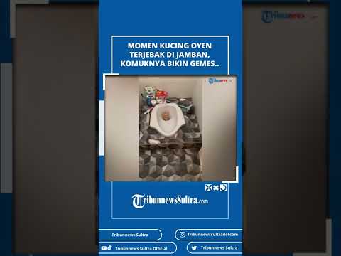 Viral Kelakuan Kucing Oyen Sampai Masuk Jamban, Kondisi Mukanya Bikin Gemes..