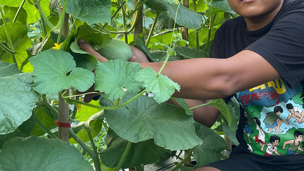 cara budi daya melon dengan jarak 30 cm, tanaman melon berumur 33 hst ...