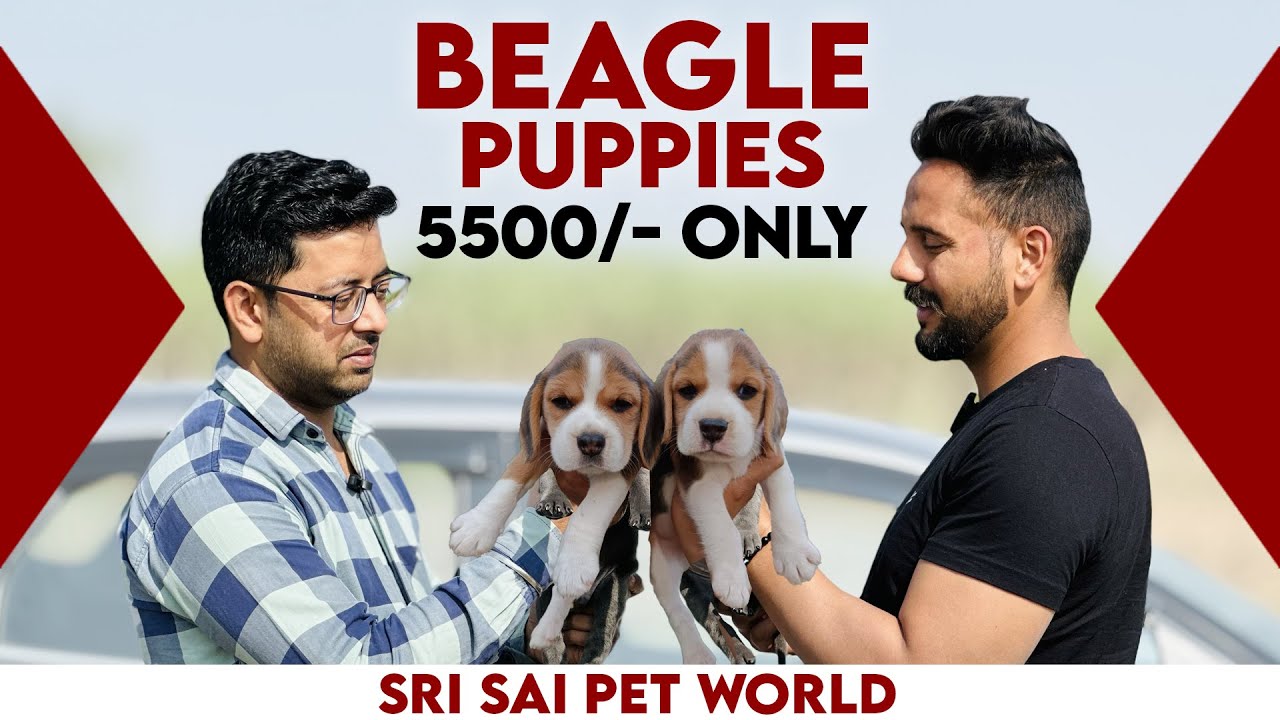 Show Quality Beagle Puppies in India At Best Prices in Jalandhar ...