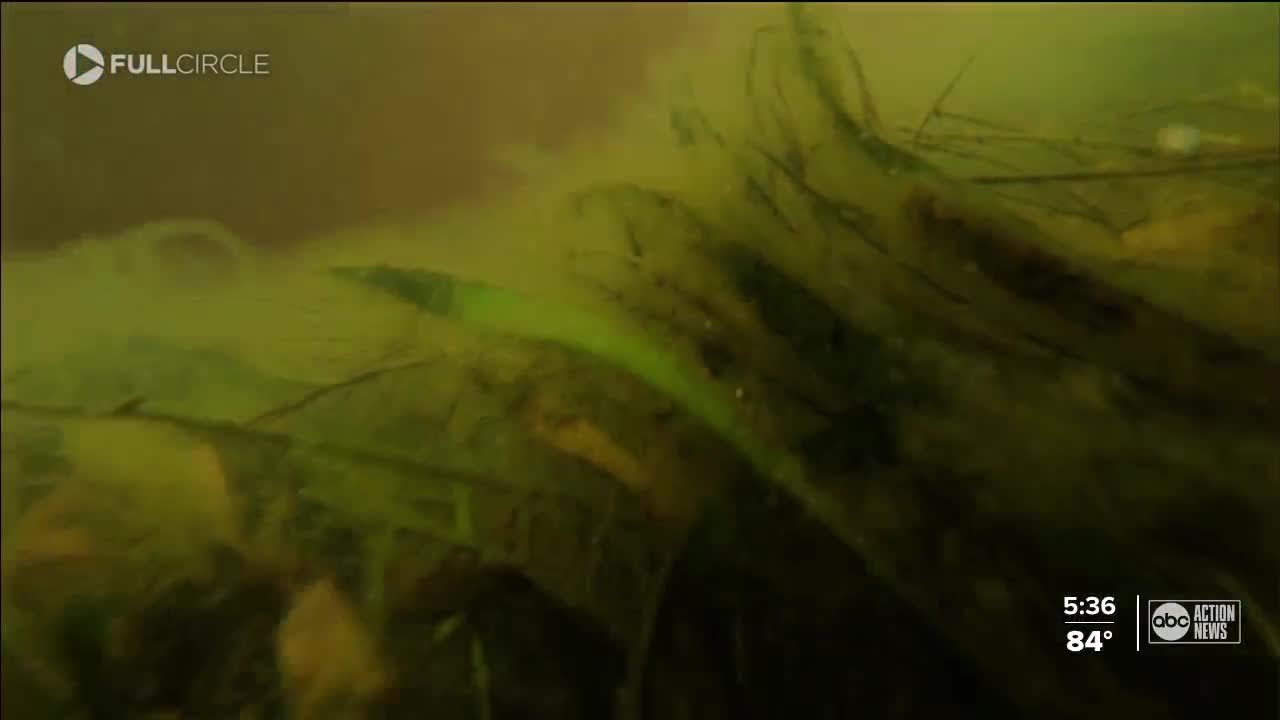 Red tide and algae blooms: Florida waters in crisis - YouTube