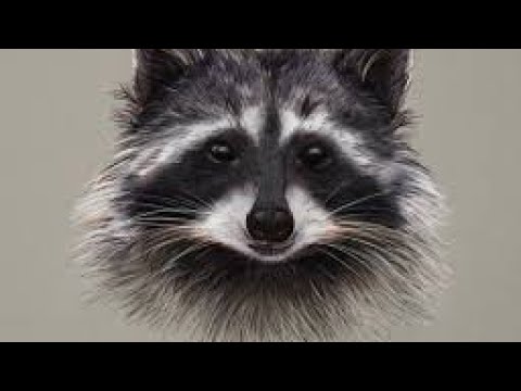 todo sobre el gran mapache - YouTube