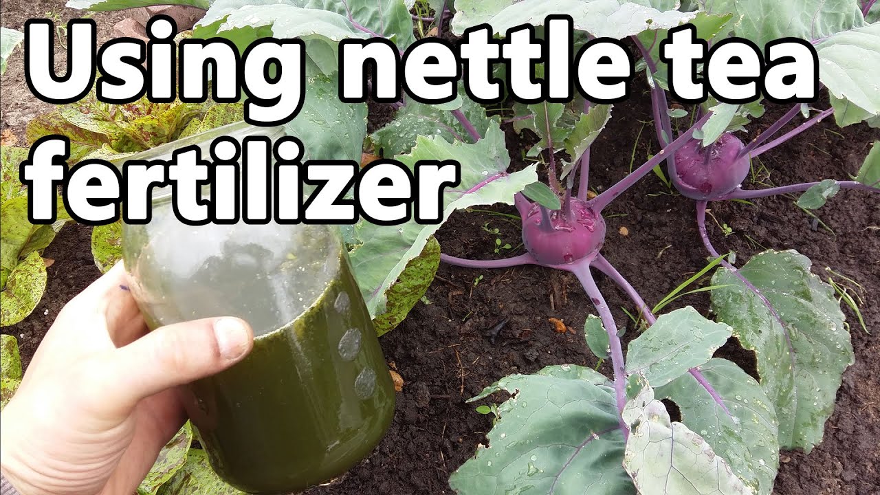 Using nettle tea fertilizer on brassicas and starting my comfrey tea ...