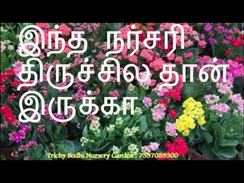 Most Beautiful Flowers Nursery Garden Indoor Plants Trichy Tamil Nadu ...