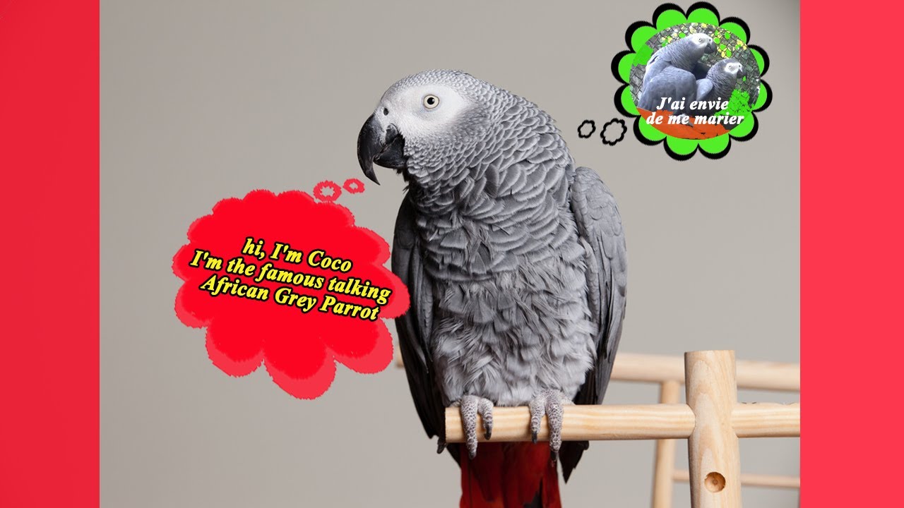 Coco, the famous talking African Grey Parrot - YouTube